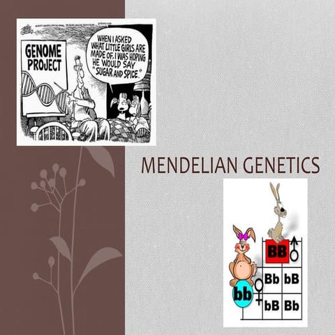 Mendelian-Genetics biology...........................................pdf