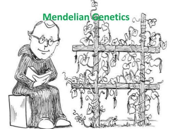 Mendelian genetics 101 | PPTX | Gardening | Home & Garden