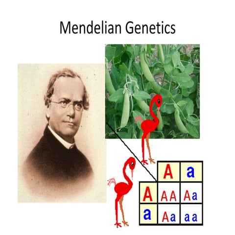 Mendelian genetics | PPTX | Genetics | Science