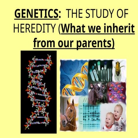 Mendelian Genetics presentation.ppt.pptx