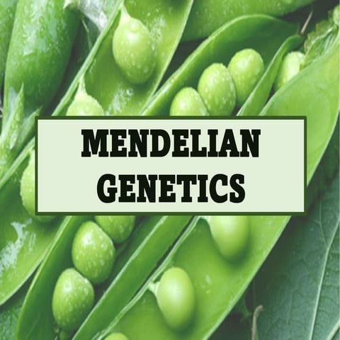 Mendelian Genetics Powerpoint Presentation.pdf