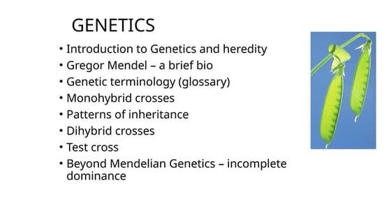 bio-bits (CAMELEONS).pptx