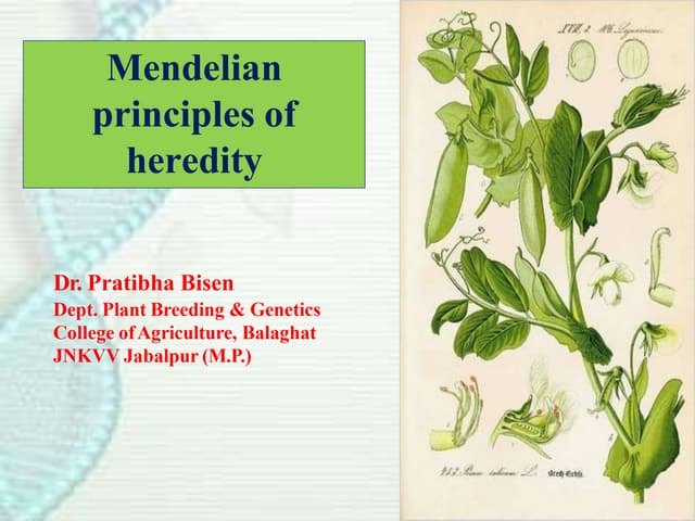 Mendelian Laws of Inheritance | PPT