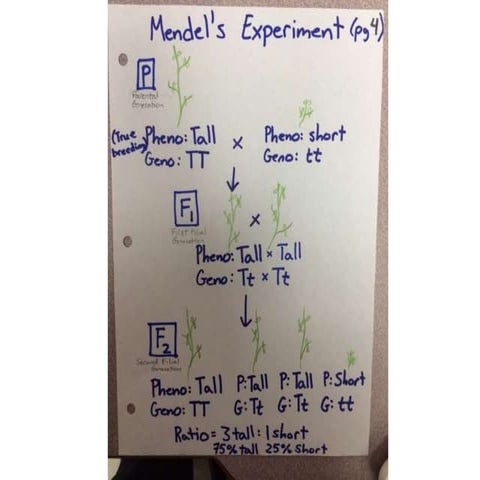 Mendels experiment hand written | PPTX
