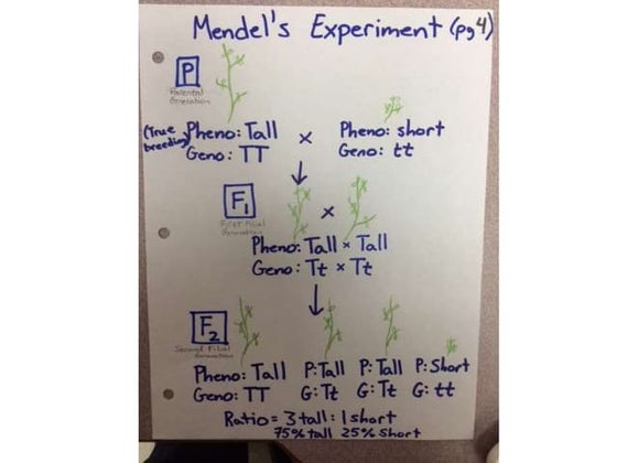 Mendel | PPT