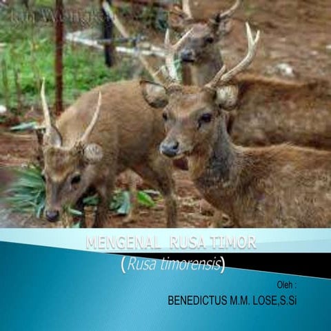 Mengenal Rusa Timor [Autosaved].pptx