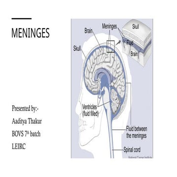 Epidural space and spinal meninges | PPTX