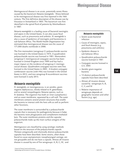 Gram negative cocci | PPTX | Infectious Diseases | Diseases and Conditions
