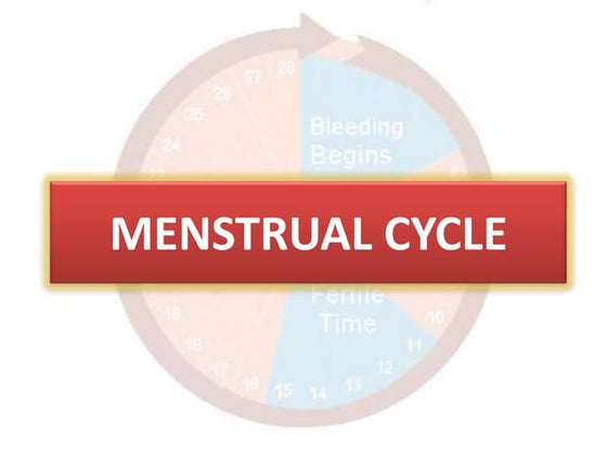 MENSTRUAL CYCLE | PPT