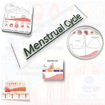 Menstrual cycle | PPTX