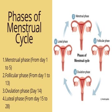"Understanding the Menstrual Cycle: Hormonal Changes, Phases, and ...