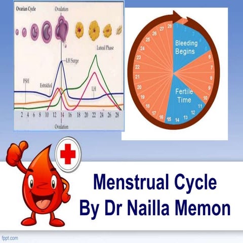 Menstrual Cycle Diagram For Kids