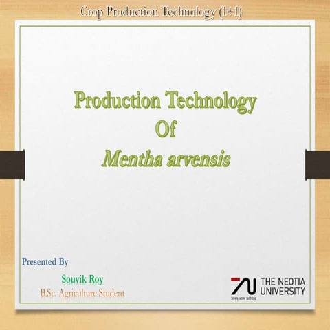 Production Technology of Mentha(Mentha arvensis) | PPTX