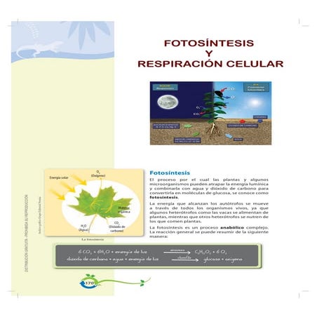 Fotosíntesis y respiración celular | PDF