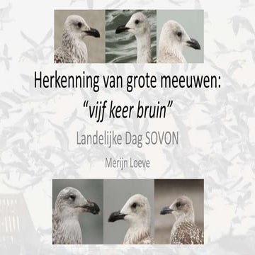 Herkenning van grote meeuwen (Merijn Loeve) | PPTX | Birdwatching ...