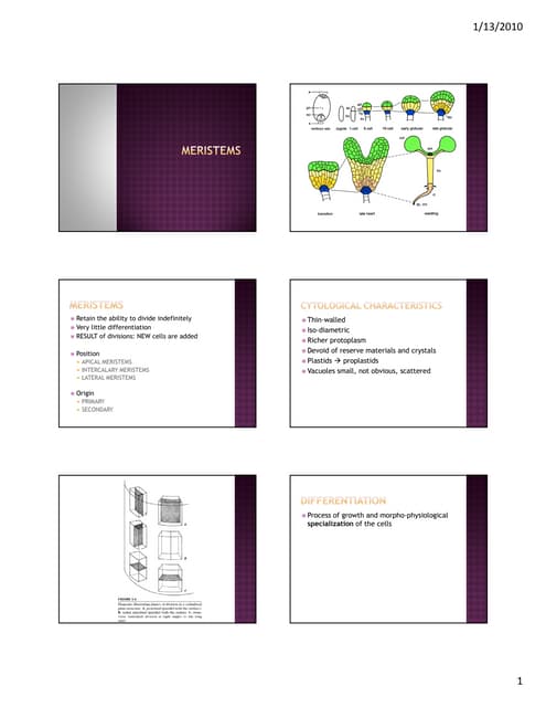 Shoot apex organization and its theories | PPTX