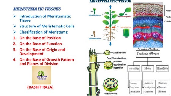 Meristematic Tissue In Plants Diagram Meristem Culture: Definition,