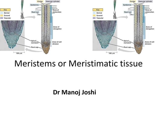3. Root Apical Meristem and theories of root apical meristem | PPTX ...
