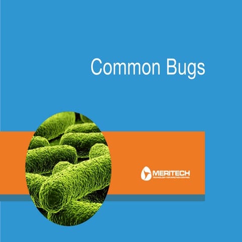Bugs 101: Common Viruses | PDF