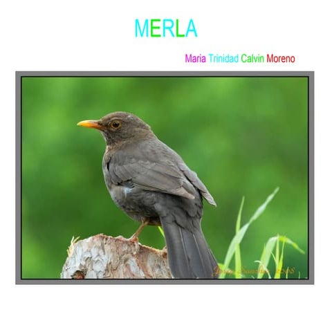 Merla | PPT