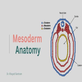 Mesoderm Anatomy.pdf