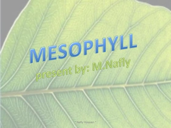 The importance of photosynthesis in the ecosystem | PPTX | Biological ...