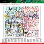 Metabolic pathways poster | PDF