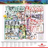 Metabolicpathways updated | PDF