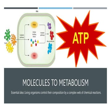 Molecules to Metabolism.pptx