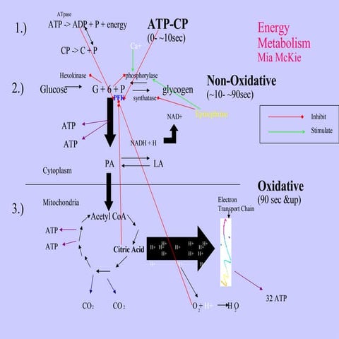 Energy Metabolism | PPT