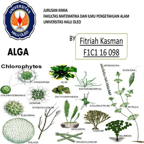 Metabolisme alga hijau (fitriah kasman f1 c116098) | PPT
