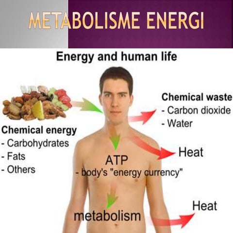 METABOLISME ENERGI.pptx