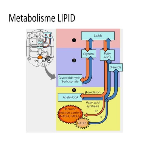 metabolisme_lipid_ppt.ppt