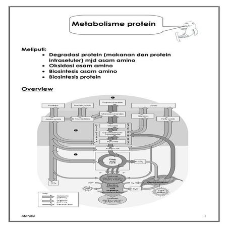 Metabolisme asam amino | PPTX