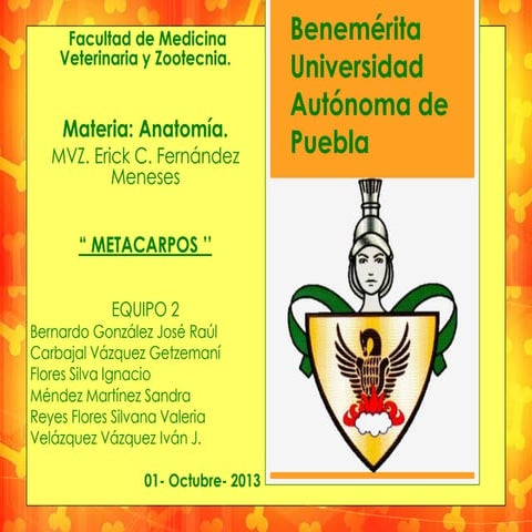 Anatomía de columna vertebral del canino | DOCX