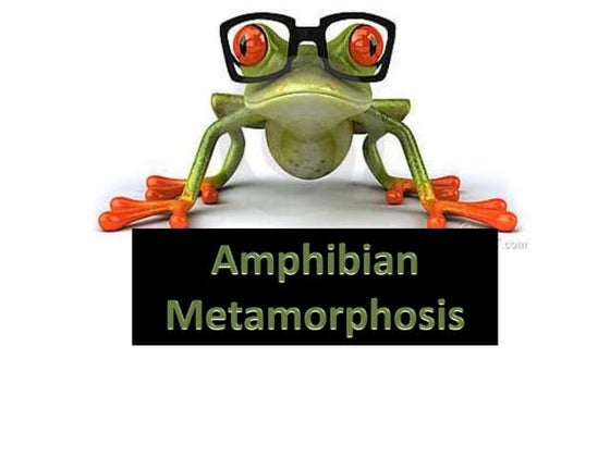 Metamorphosis-amphibians, hormonal control | PPTX