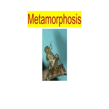 Metamorphosis | PDF