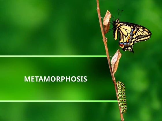 Detailed lesson plan for simple tense of verbs 5 | PDF