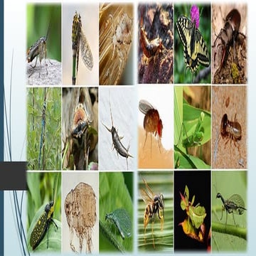 About insect growth and their metamorphosis | PPT