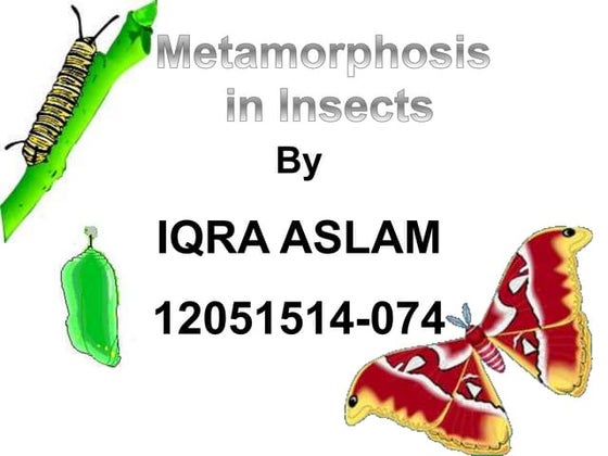Metamorphosis in insects ppt.pptx | Biological Sciences | Science
