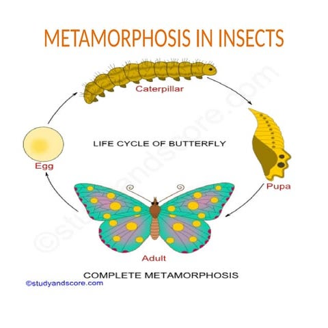 Metamorphosis in Insects | PDF