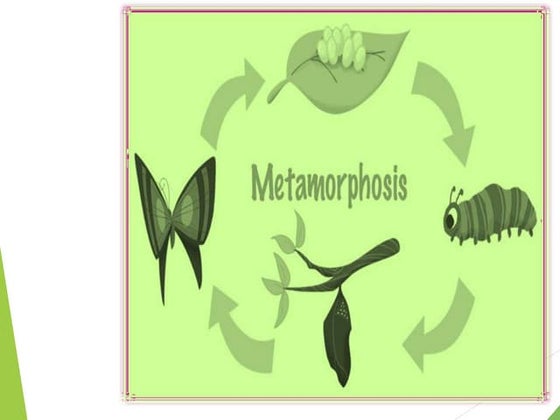 Metamorphosis in insects ppt.pptx | Biological Sciences | Science
