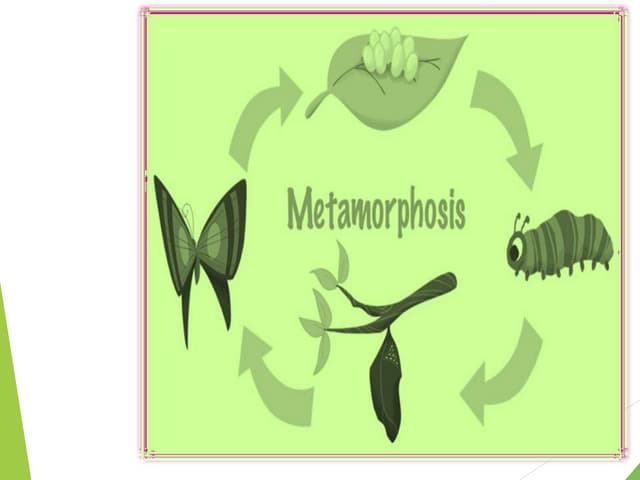 Metamorphosis in insects ppt.pptx