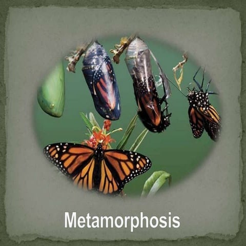 Metamorphosis | PPTX