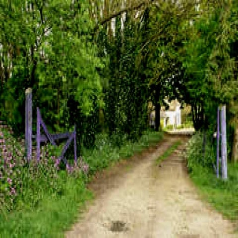 Metaphore Forest | PPT