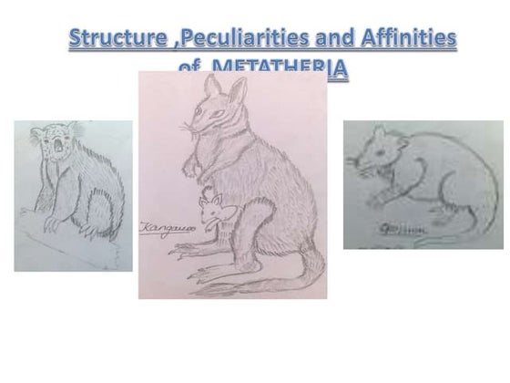 Neoteny | PPTX | Reptiles | Pets