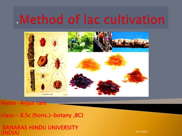 Lac culture and Cultivation | PPT