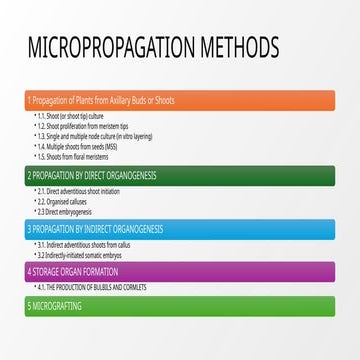 Micropropagation | PPTX