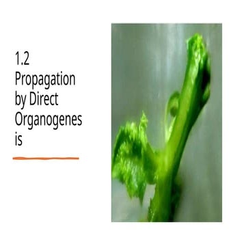 Methods 2 Propagation by Direct Organogenesis.pptx