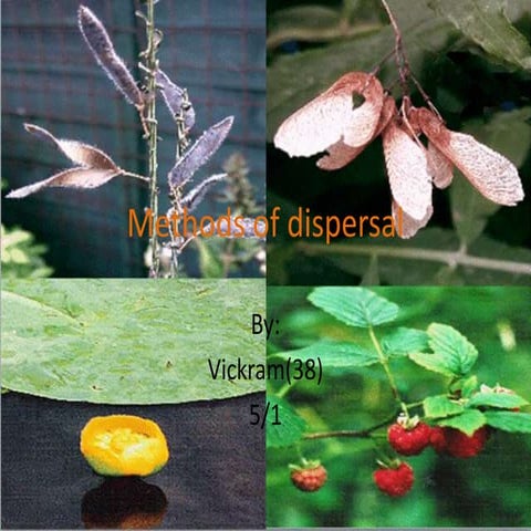 Methods of dispersal vickram | PPTX | Gardening | Home & Garden